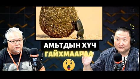 Гайхмаараа хө 2024 09 17 Ийм хүчтэй амьтад жижиг байсан нь яамай даа Youtube