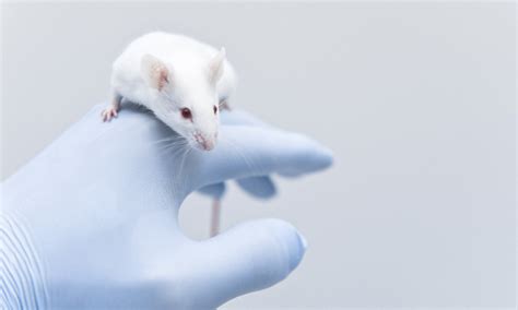 Genetically Engineered Mice
