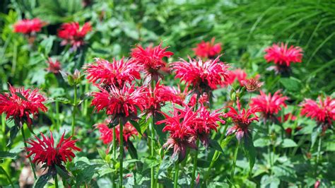 How To Successfully Grow Bee Balm Plants
