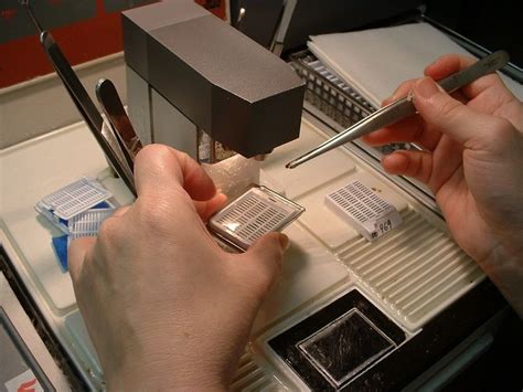 Embedding Before The Wax Permeated Tissue Can Be Cut It Is Placed In A Larger Wax Block For