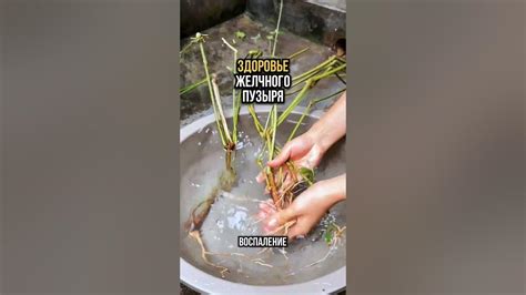 Здоровье желчного пузыря ️ здоровье Youtube