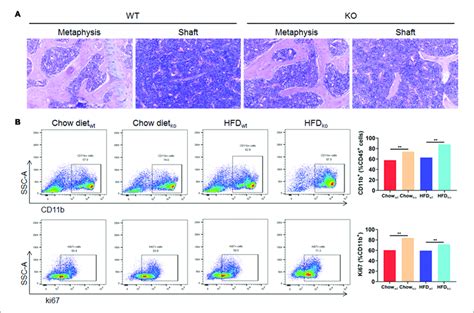 The Proliferation Of Cells From The Bone Marrow Mononuclear Phagocyte Download Scientific