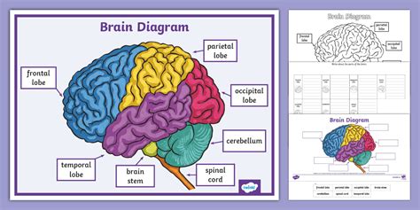 Diagram Of The Brain Activity Pack Teacher Made Twinkl