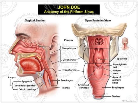Piriform Fossa Femur