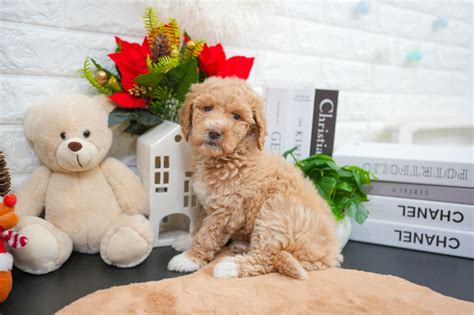 파티색상 골든두들 왕자님을 소개합니다 폼스키분양 골든두들분양 디자이너독