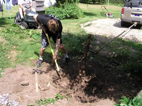 5 Ways To Remove A Tree Stump Lawnstarter