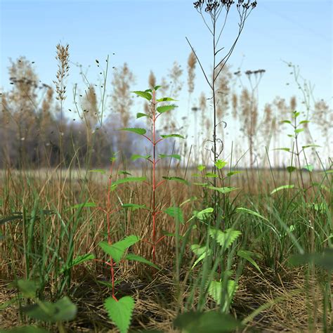 Grass Leaf Starwort Meadow 3d Model Patch