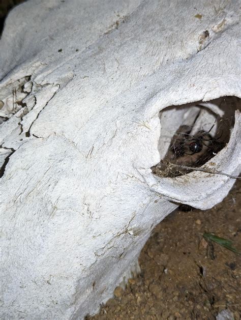 This Thicc Lady Set Up Inside Of This Skull By My Car Port Rspiders