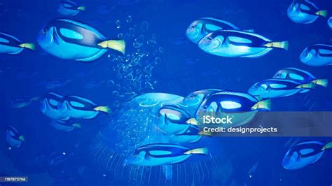 멋진 열대 해양 생물 열대 수중 해양 생물과 열대 아름다운 수중 해양 해양 풍경 녹색 조류와 신비한 해파리 3d 렌더링 3차원 형태에 대한 스톡 사진 및 기타 이미지