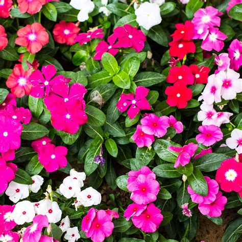 Trend Terbaru Vinca Flowers