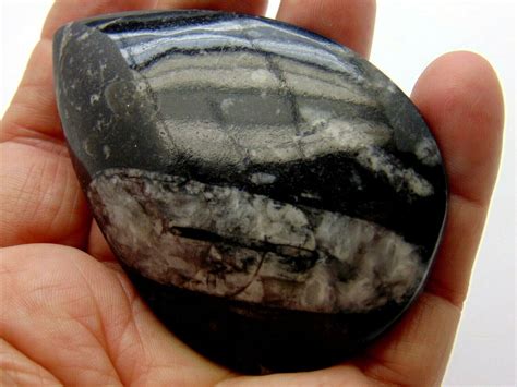 Orthoceras Fossil Ammonite Cephalopod Million Years Old Matrix Extinct Marine