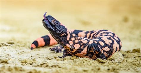 Are Lizards Poisonous And 3 Types Of Venomous Lizards A Z Animals