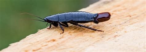 Large Black Cockroach Roach Cockroach Insect