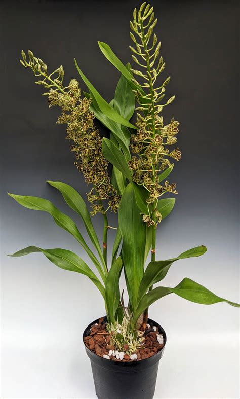 Grammatophyllum Scriptum Orchidweb