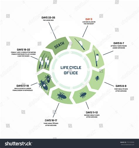 Vektor Stok Life Cycle Lice Tanpa Royalti 773159500 Shutterstock