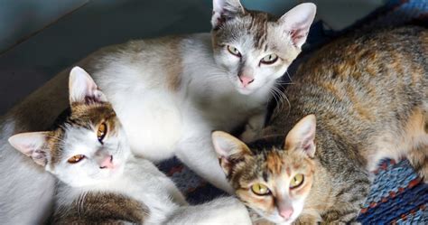 Types Of Cat Colors And Patterns Explained