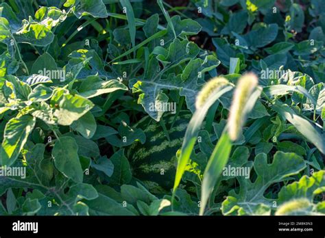 La Pastèque Pousse Sur Une Plantation De Pastèques Vertes En été Champ Agricole De Pastèque