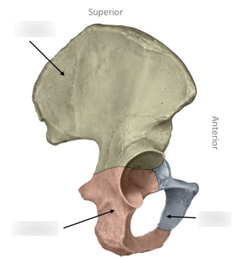 Pelvic Bones Diagram Quizlet Pelvic Bones Diagram Quizlet