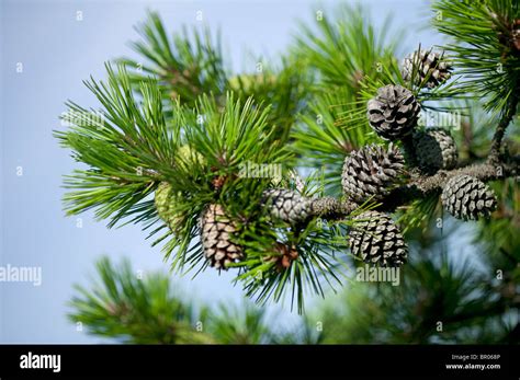Pine Cone On Tree Diy Pine Cone Bonsai Tree How To Gardening Know