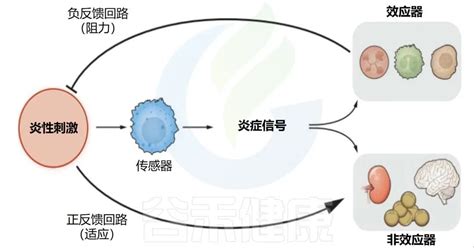炎症回路和肠道微生物 哔哩哔哩