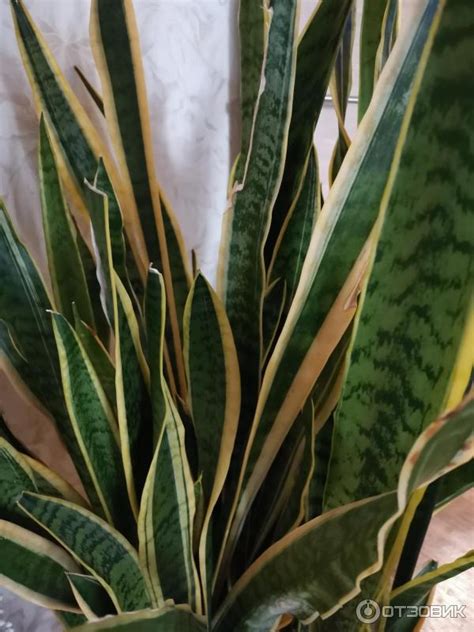 Отзыв о Комнатное растение Сансевиерия Лауренти Для хорошей погоды в