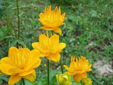 侧金盏花 侧金盏花花语 大山谷图库