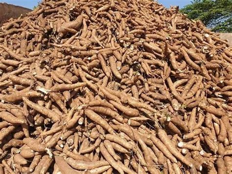 Efc Agriculture And Education ដំណឹងពីកសិករ ១៣ ១២ ២០ ដំឡូងឡើងចន្លោះ ៣៦៥៛ ទៅ ៤០០៛ស្រស់