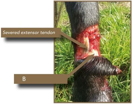Session 6 Prelab Quiz Flashcards Quizlet