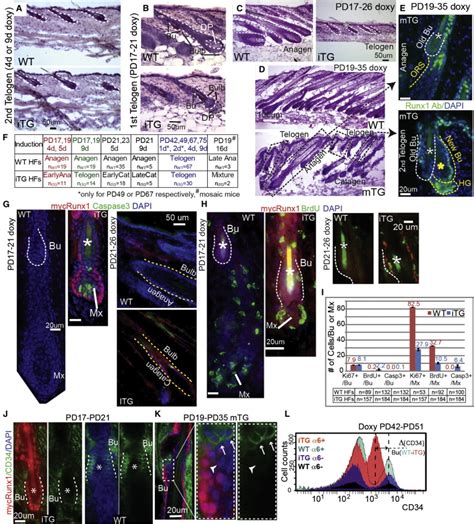 Runx1 Expression Is Sufficient For Catagen Implementation In Bulb Cells Download Scientific