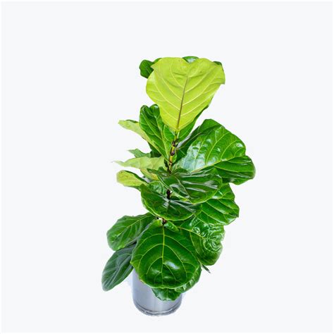 Fiddle Leaf Fig High Point Nc Florist