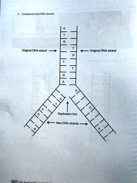 SOLVED Complement The DNA Strands G Origlnal DNA Strand Original DNA Strand F Replication