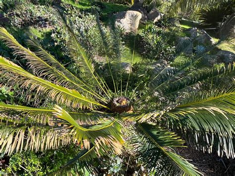 Cycad Panzhihuaensis Panzhihua Sago Palm Rare Hardy Cycad Seed Sin