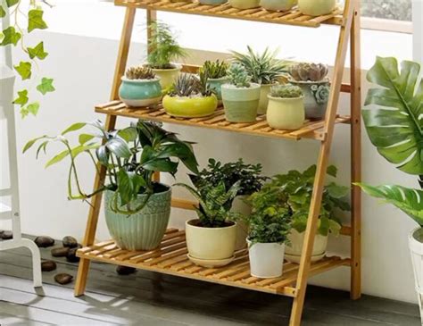 Як за допомогою звичайної вівсянки змусити кімнатні рослини пишно цвісти Читайте на Ukr Net