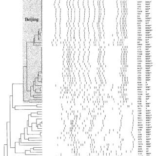 Dendrogram Obtained By The IS6110 RFLP Assay Based Unweighted Pair