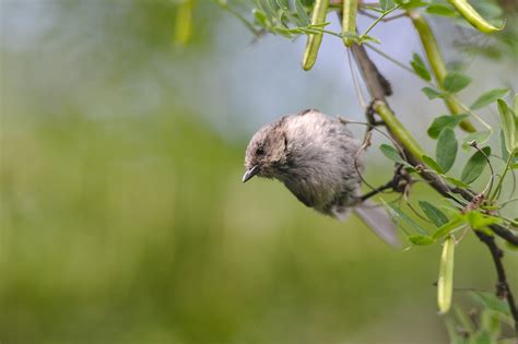 Bushtit Tyler Cipriani