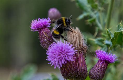 Bumblebee Insect Scraping Thistle Free Photo On Pixabay