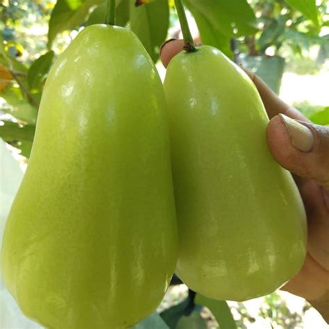 Platones Live Plant Green Thai Java Apple Dwarf Rose Water Apple Plant
