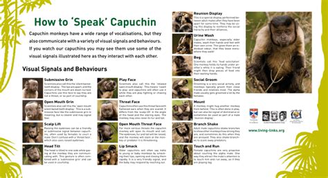 Capuchin Monkey Communication Visual Signals And Behaviors