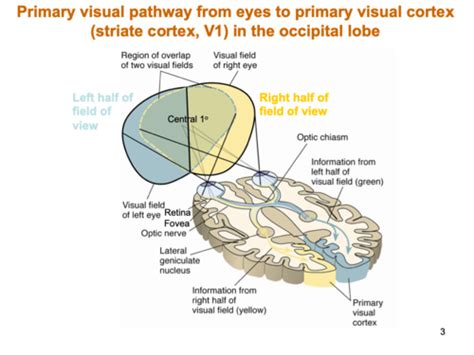 Primary Visual Pathway Week 3 Flashcards Quizlet