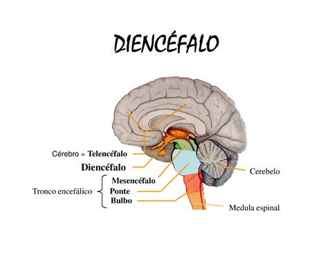 DiencÉfalo 1st 3rd Grade Quiz Quizizz