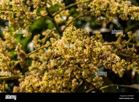Mango Buds Bloom Almost Every Year Mango Buds In The Shining Spring