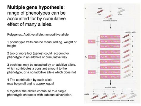 Ppt 15 The Genetic Basis Of Complex Inheritance Powerpoint Presentation Id357198