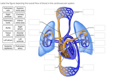 Label The Figure Depicting The Overall Flow Of Blood In The