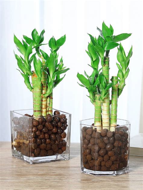 文昌竹和富贵竹的区别 旺财 第2页 大山谷图库