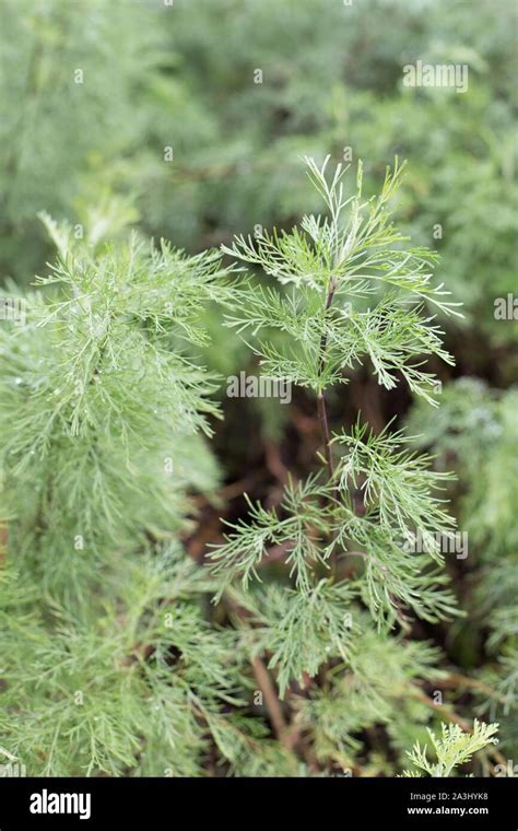 Lads Love Artemisia Hi Res Stock Photography And Images Alamy