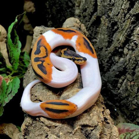 Albino Black Pastel Enchi Ball Python For Sale From Best Ball Python