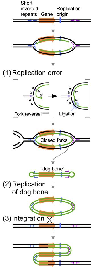 Origin Dependent Inverted Repeat Amplification Tests Of A Model For
