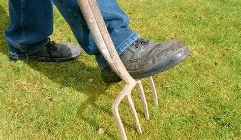 How To Propagate Euonymus As A Cutting Gardeninguru