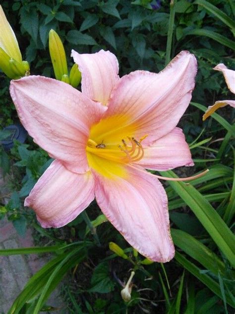 Daylily Oakes Daylilies Day Lilies Flowers Daylilies