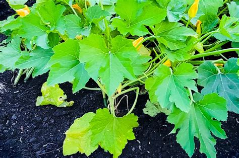 How To Make Soil More Acidic Naturally Ways The Hobby Wife